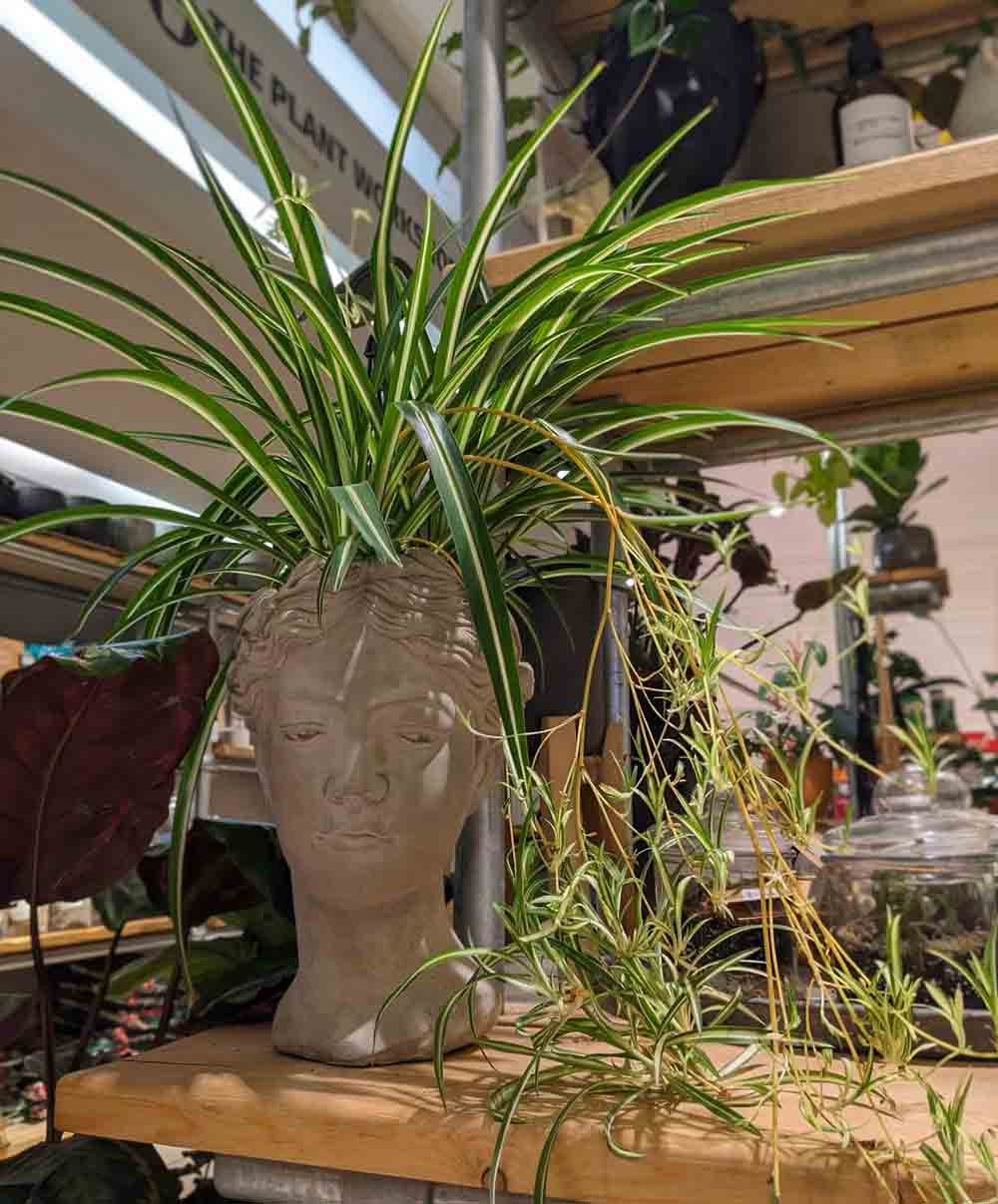 Learn about Spider Plants | Fenwick | Newcastle – The Plant Workshop